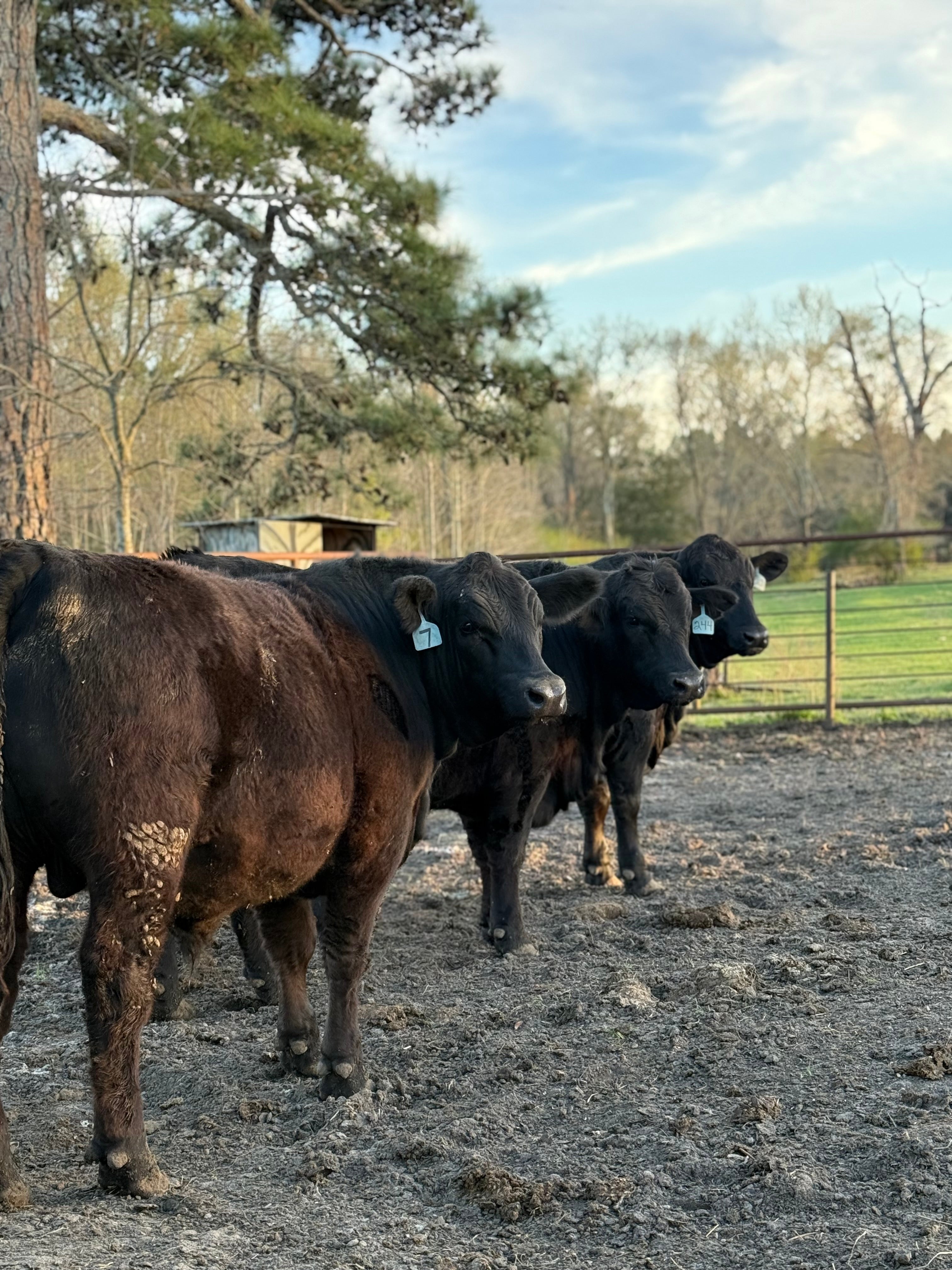 Family Farm Raised Beef – The Traveling Farmacy